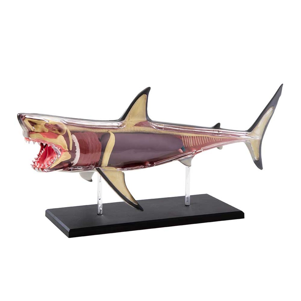 Discovery Mindblown STEM Anatomy 4D Shark - Toy Dubai (Toys MENA LLC)