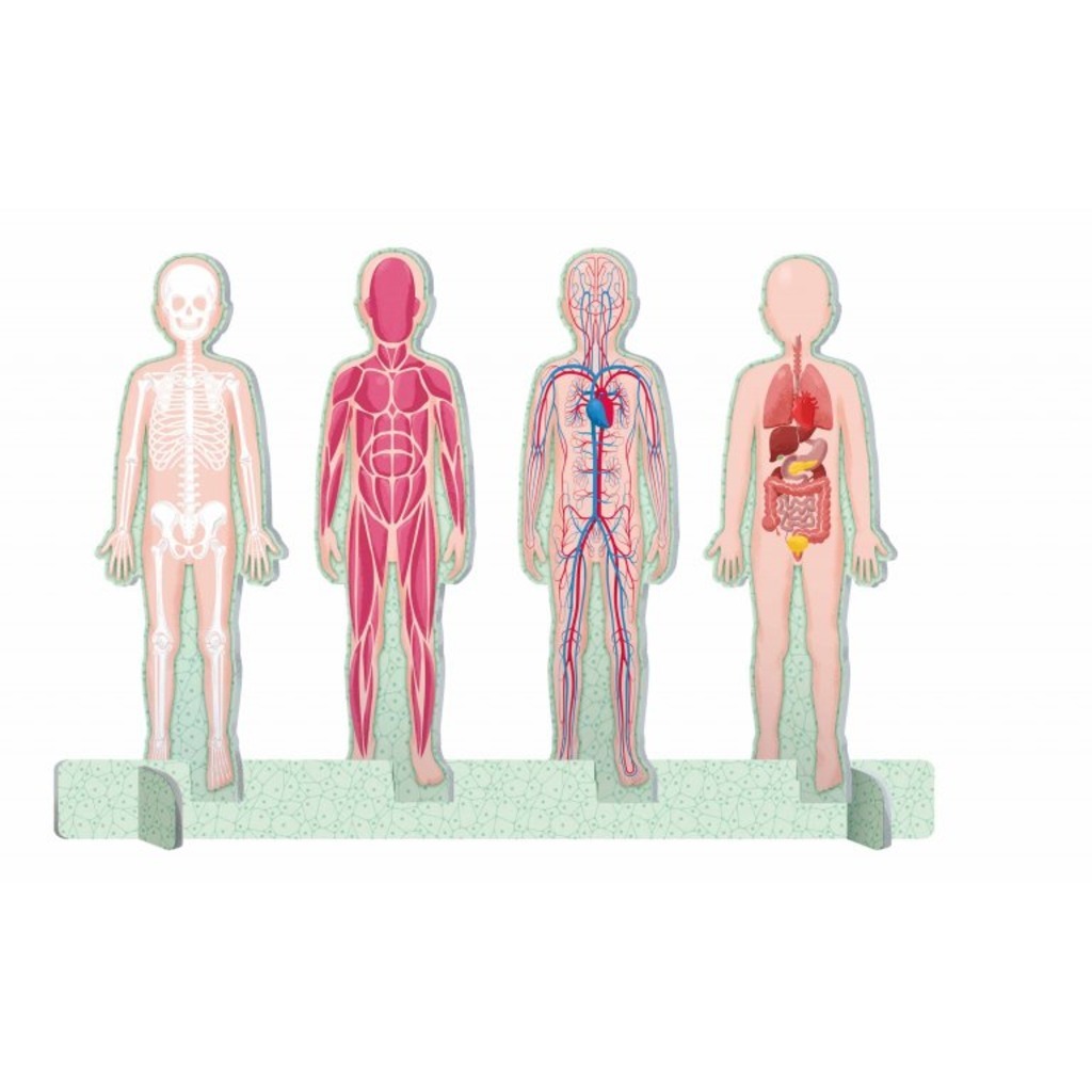 Sassi - The Ultimate Atlas Human Body Activity Box - Toy Dubai (Toys ...