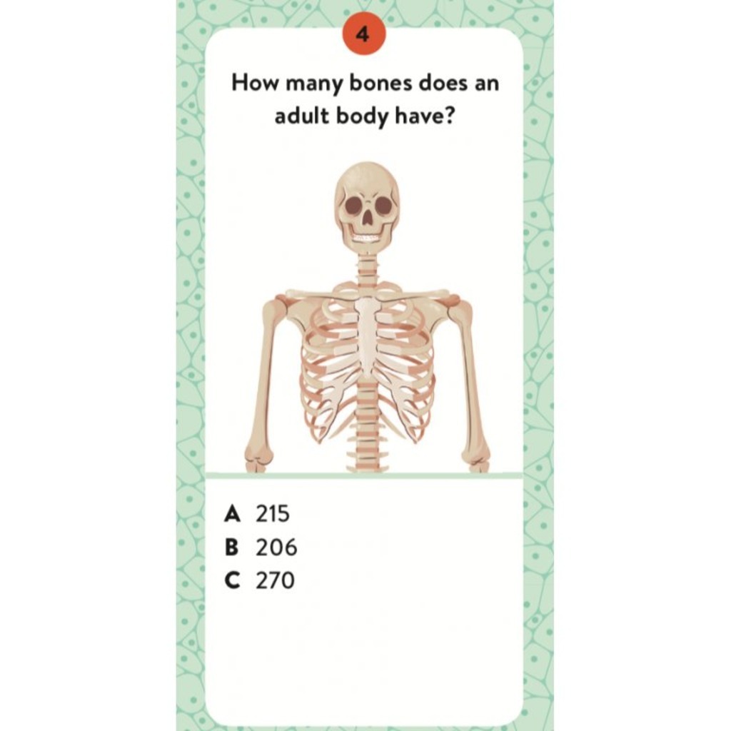 Sassi - The Ultimate Atlas Human Body Activity Box - Toy Dubai (Toys ...